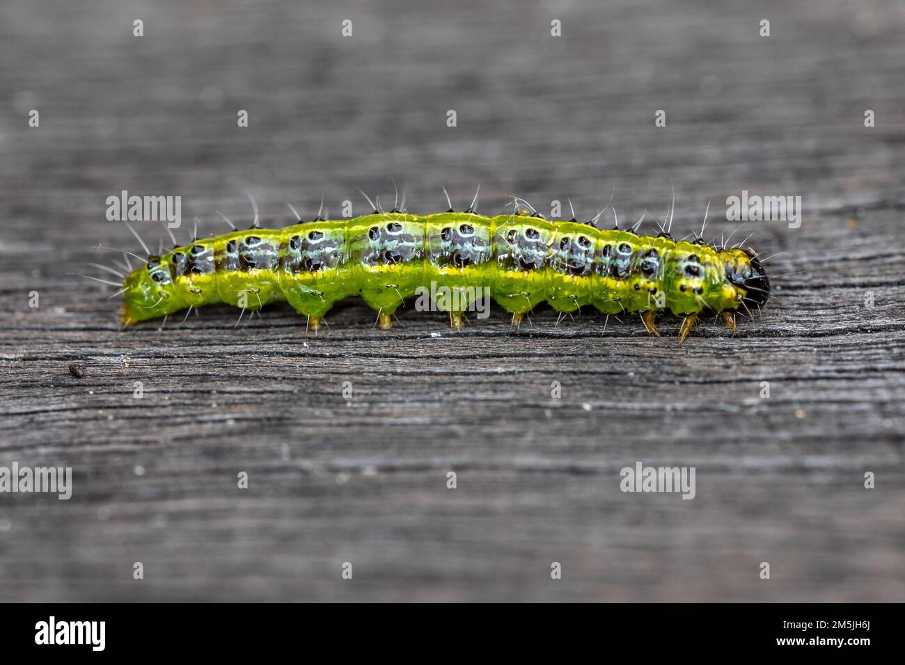 Cydalima perspectalis (Walker, 1859) - Crambidae, Spilomelinae - Box ...