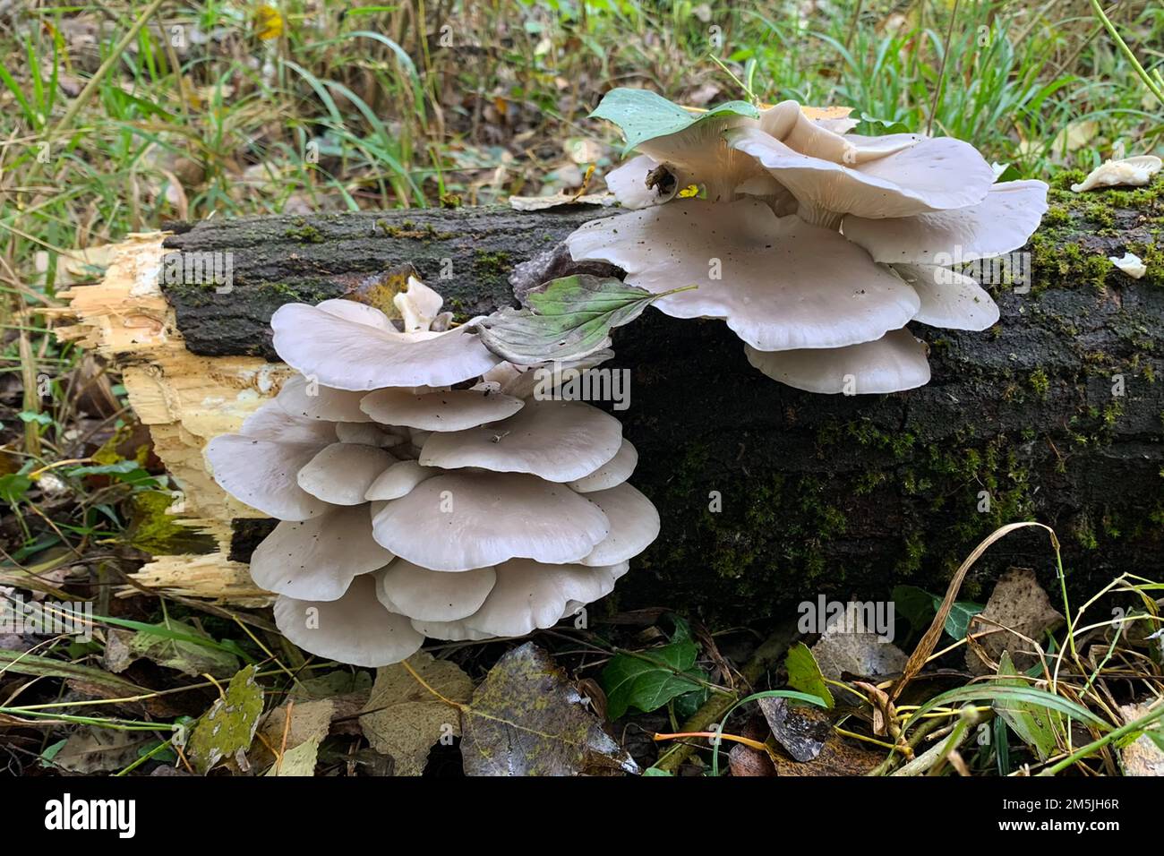 Oyster Mushroom, Mushroom Pleurotus ostreatus Stock Photo - Alamy