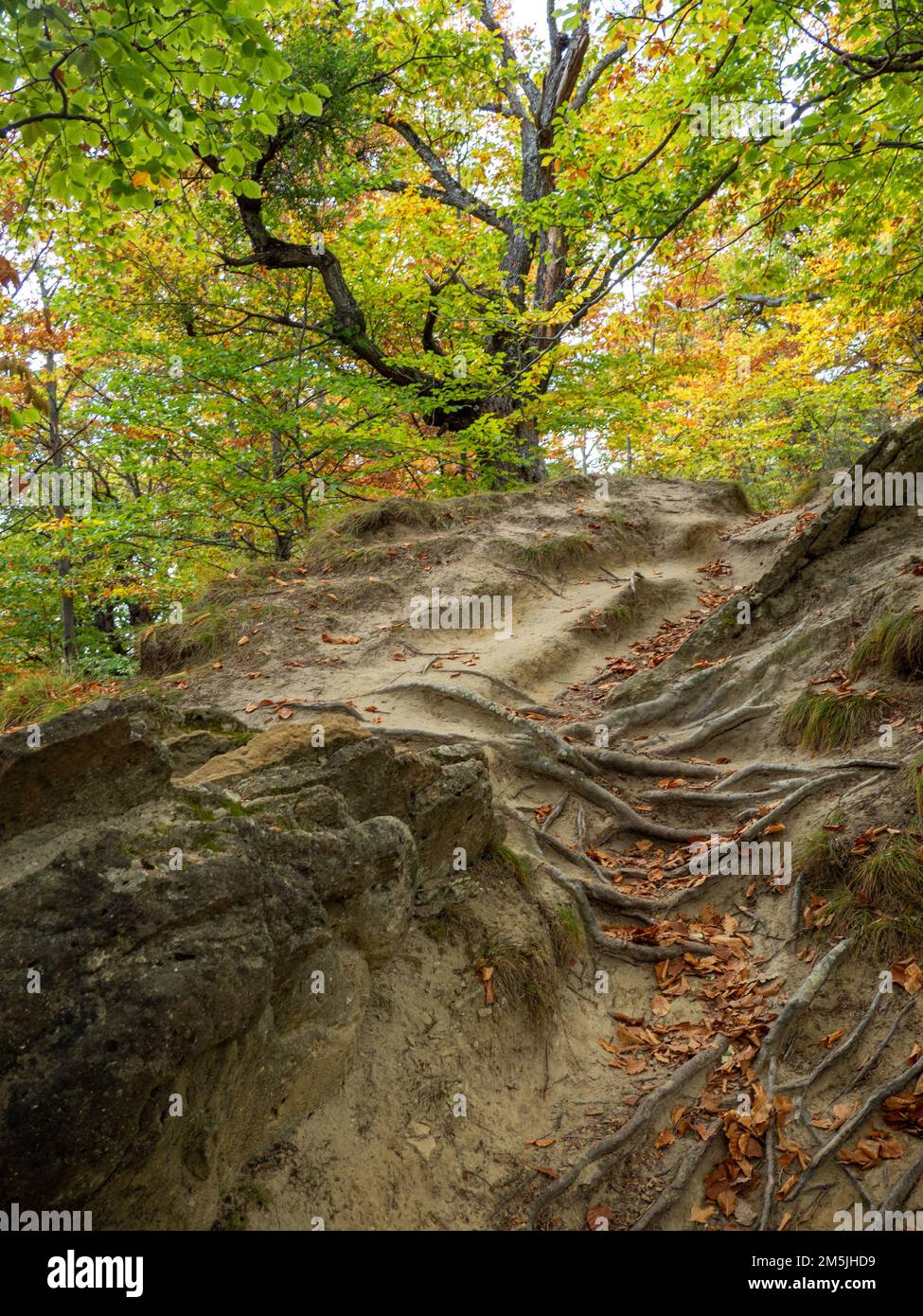 The vertical low-angle view of tree roots and branches in a greenery ...