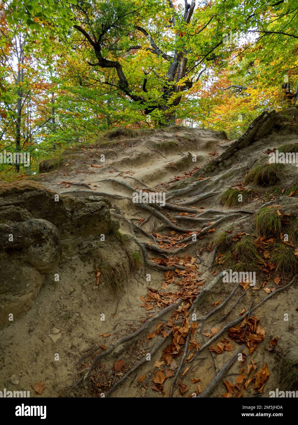 The vertical low-angle view of tree roots and branches in a greenery ...