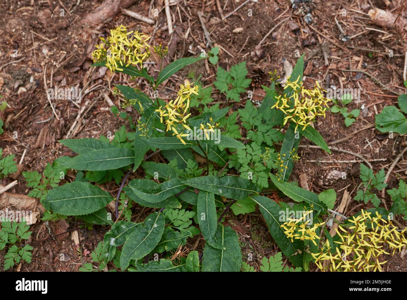 Senecio ovatus yellow flowers hi-res stock photography and images - Alamy