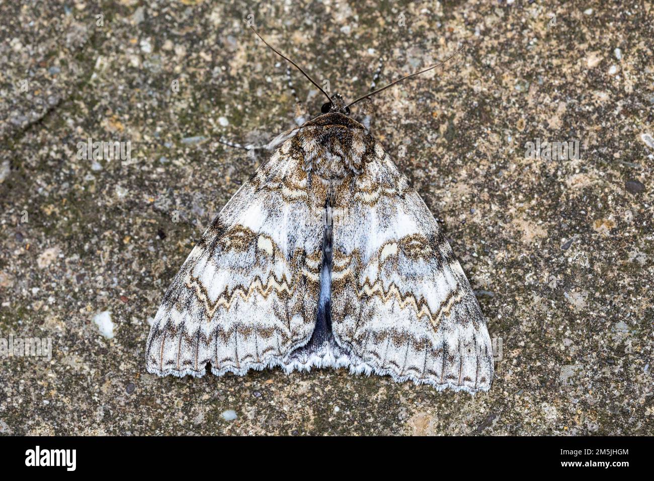Catocalidae hi-res stock photography and images - Alamy