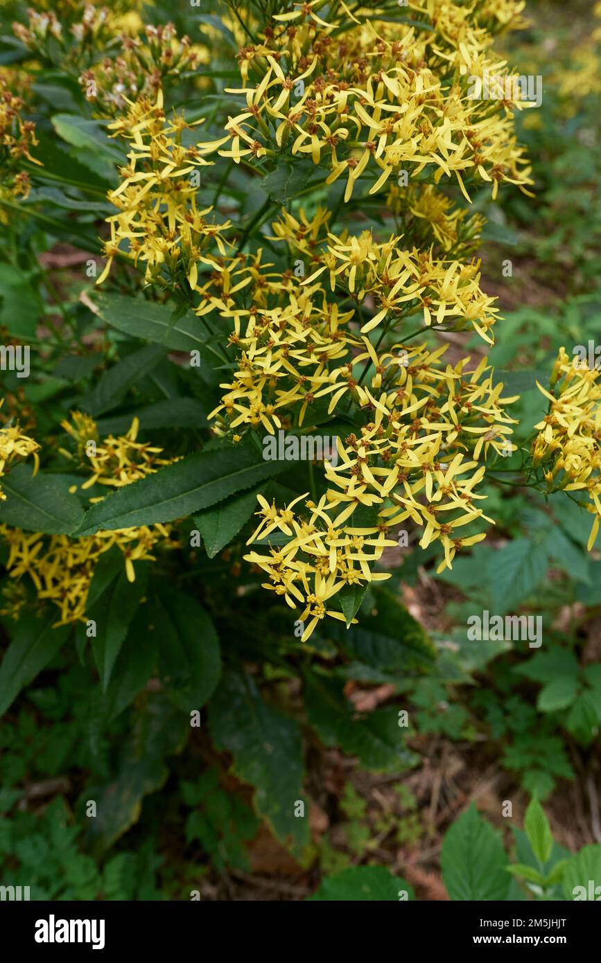Senecio ovatus yellow flowers Stock Photo - Alamy
