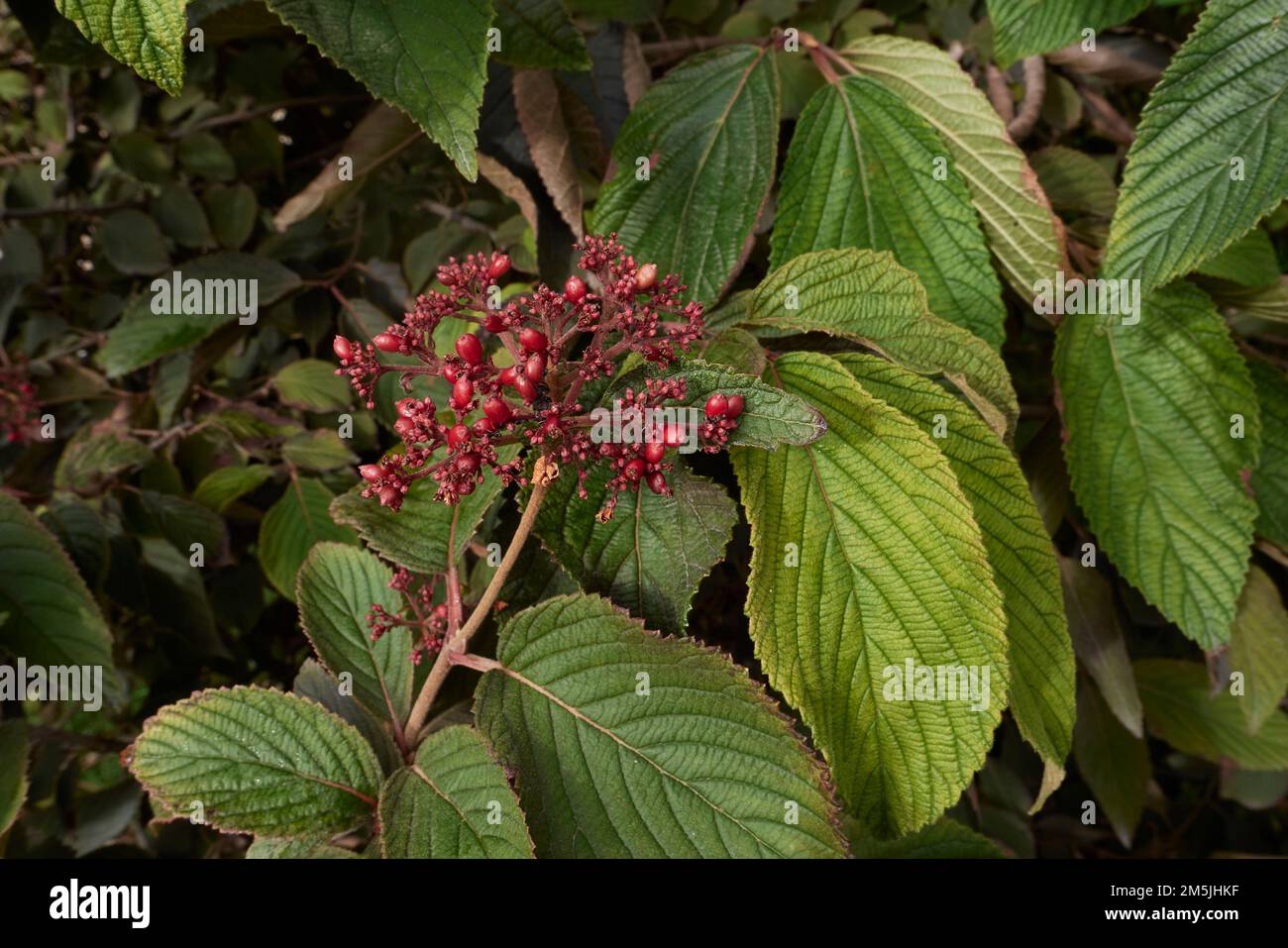 Viburnum lantana branch with fruits Stock Photo - Alamy