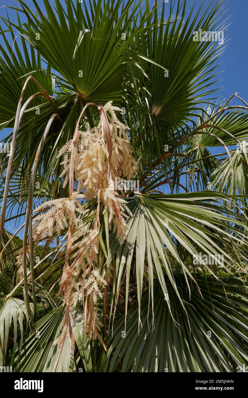 Washingtonia robusta palm in bloom Stock Photo - Alamy