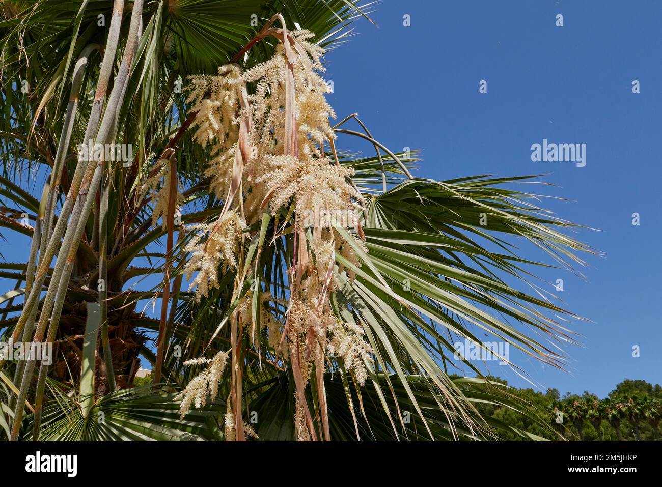 Washingtonia robusta palm in bloom Stock Photo - Alamy