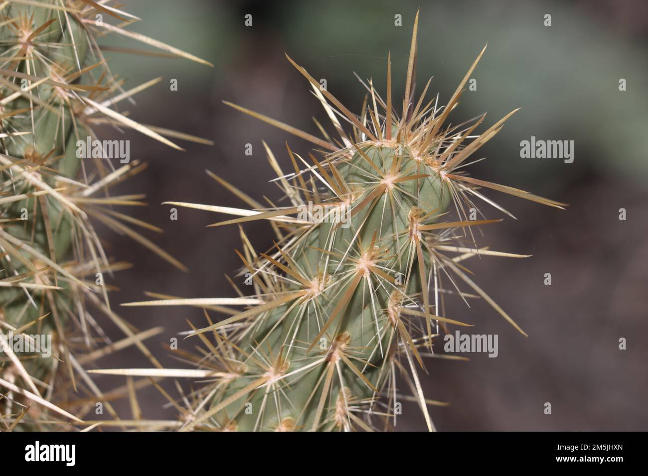 Biodiversity defense hi-res stock photography and images - Alamy