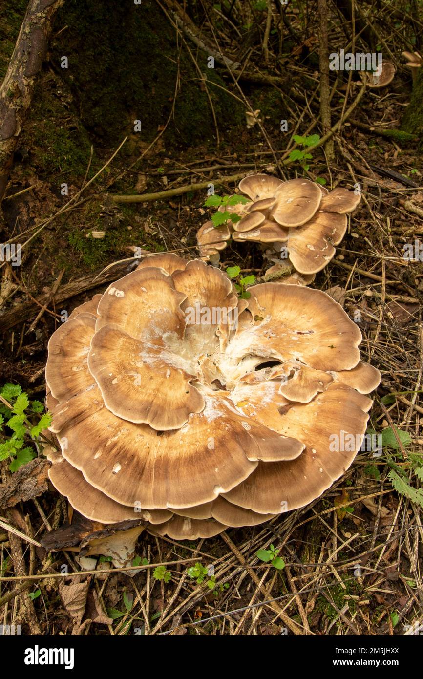 Pure natural patterns in the environment. Close up / macro colour ...