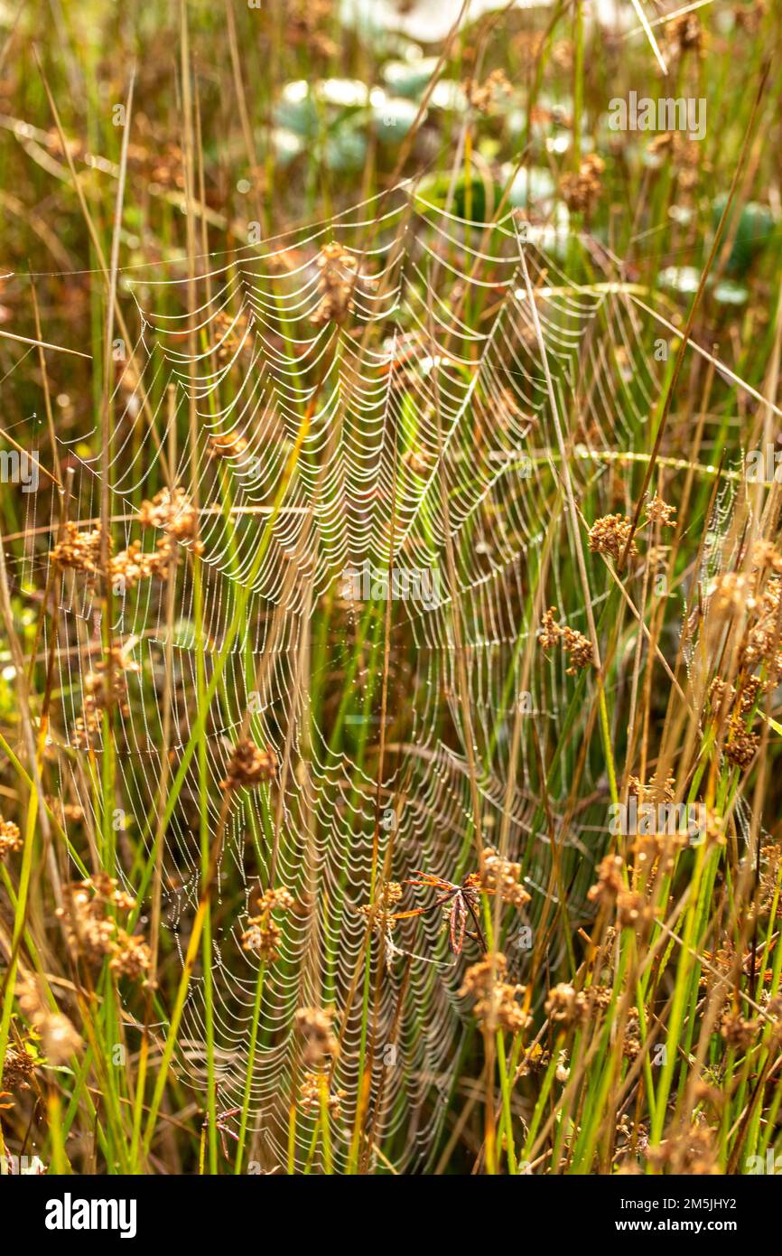 Environmental close up of natural patterns, spiders webs on meadow ...