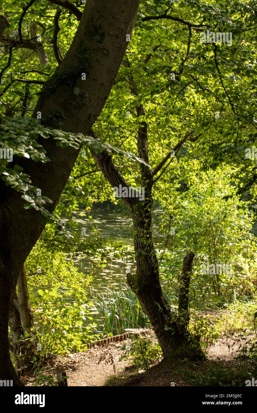 Natural semi close up environmental plant portrait showing intimate ...