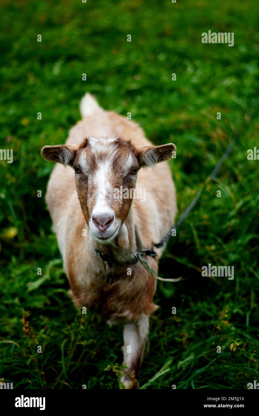 A vertical closeup of an adorable Dutch goat captured in a pasture ...