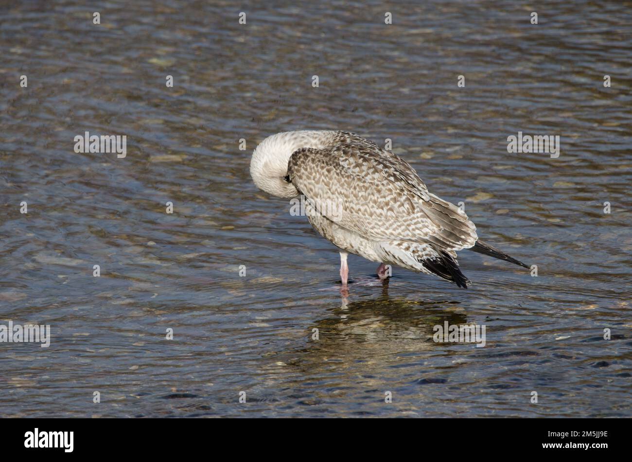 Motosakimui river hi-res stock photography and images - Alamy