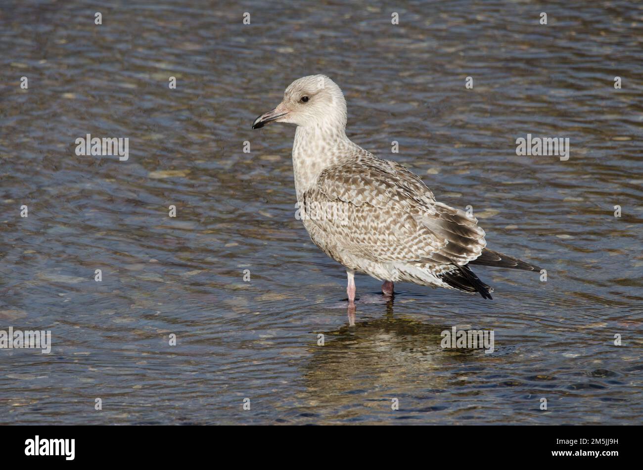 Juvenile Vega gull Larus argentatus vegae. Motosakumui Bashi. Shibetsu ...
