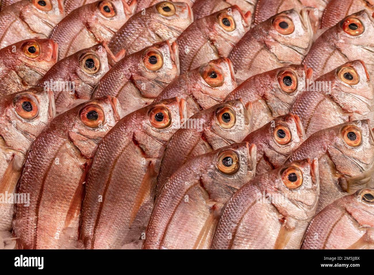 Fish still life depiction hi-res stock photography and images - Alamy