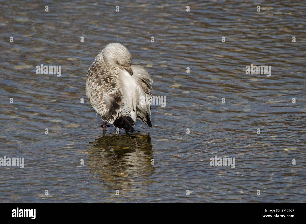 Juvenile Vega gull Larus argentatus vegae preening. Motosakumui Bashi ...