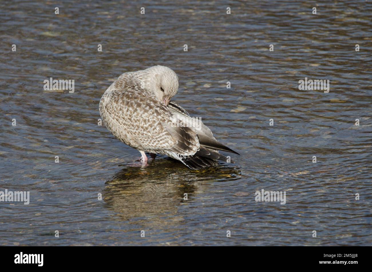 Motosakimui river hi-res stock photography and images - Alamy