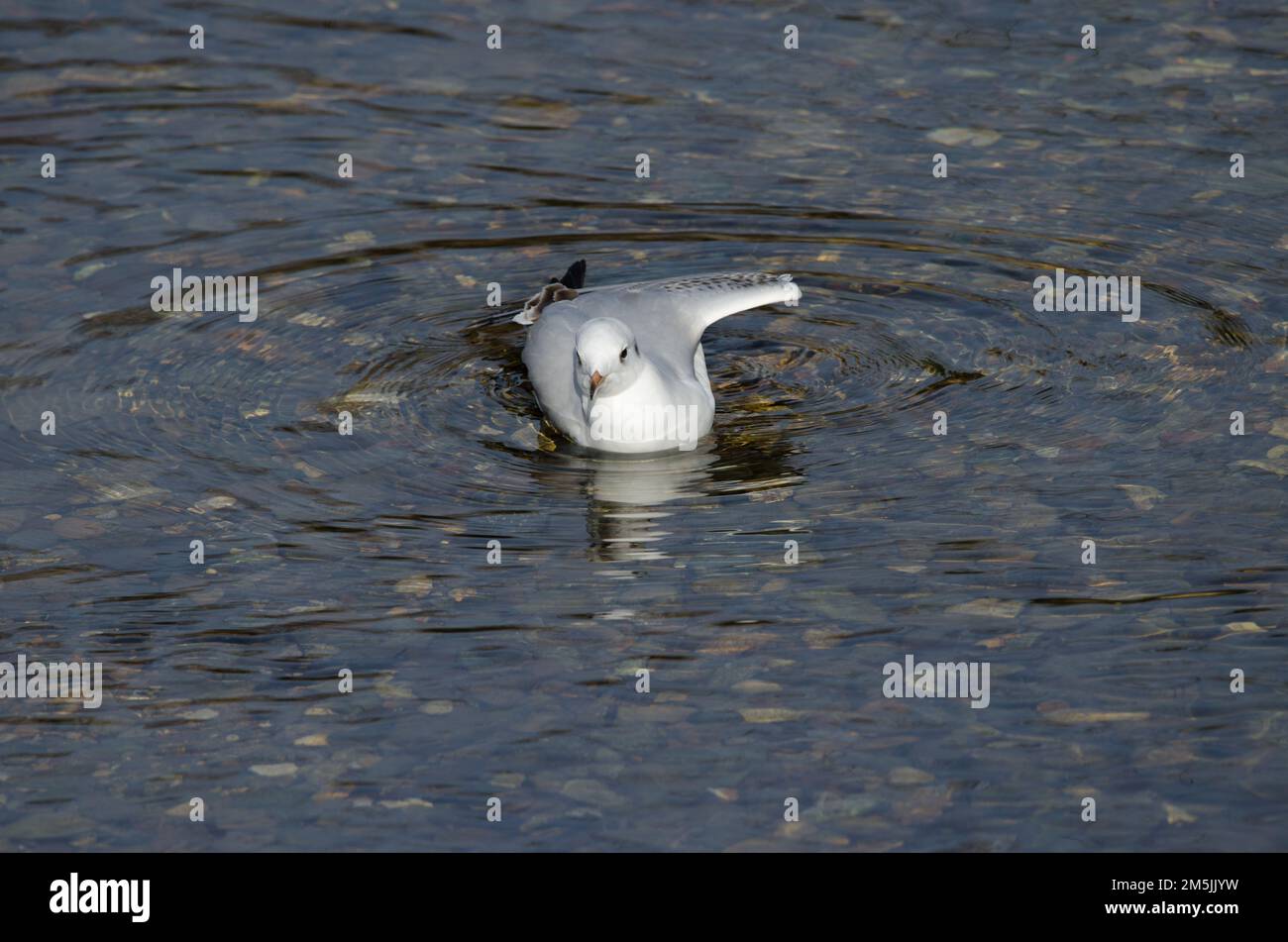 Immature black-headed gull stretching one of its wings. Motosakumui ...