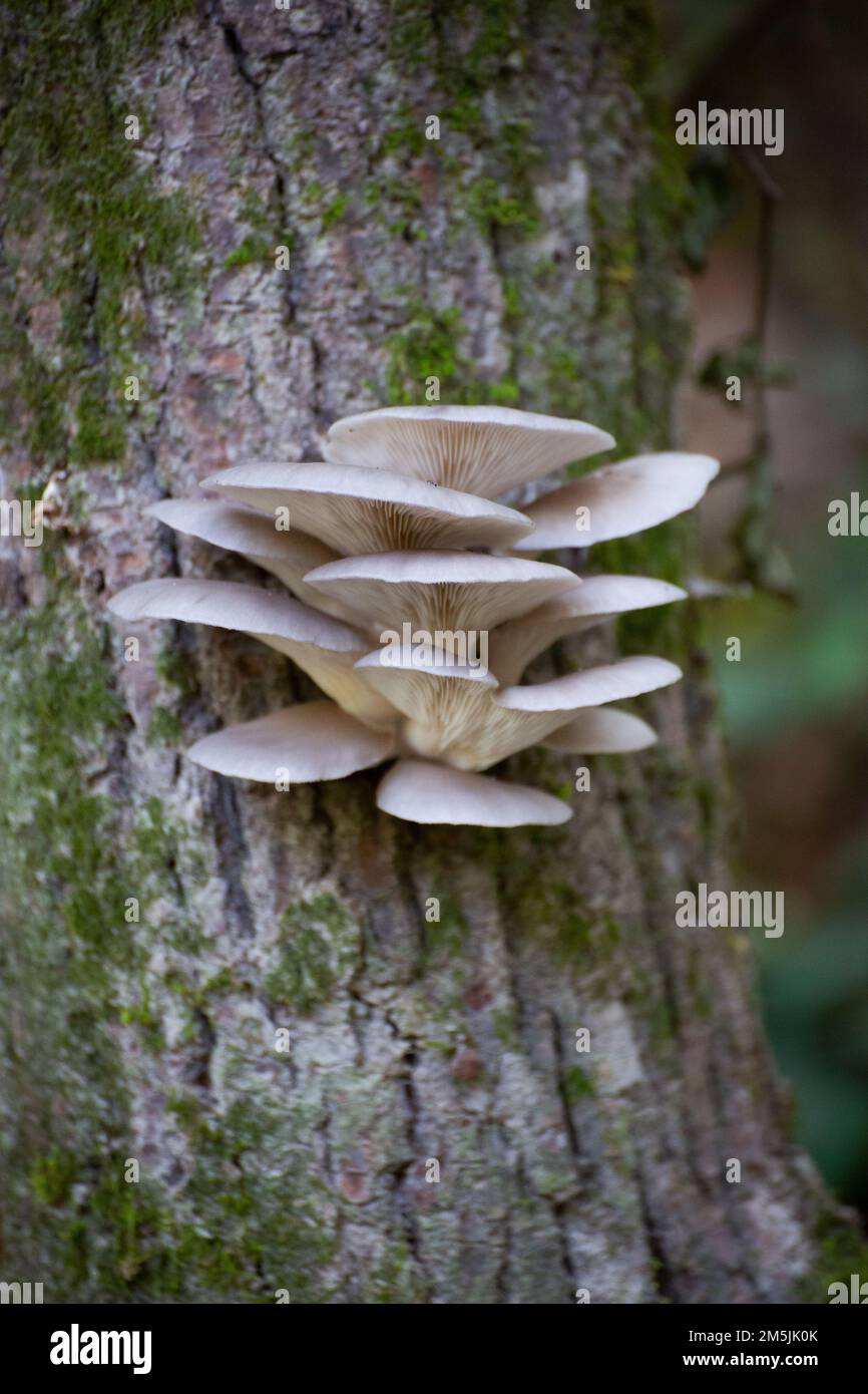 Oyster Mushroom, Mushroom Pleurotus ostreatus Stock Photo - Alamy
