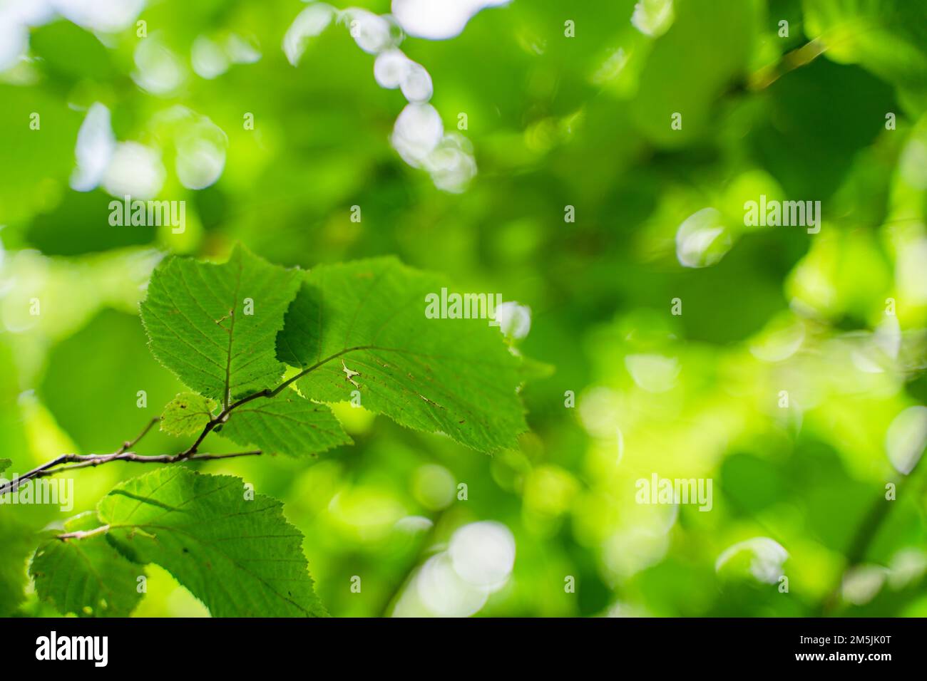 The selective focus view of green leaves growing in the greenery - an ...