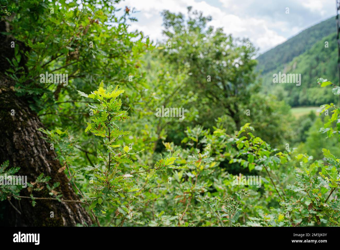The view of green leaves growing in the forest - an environmental view ...