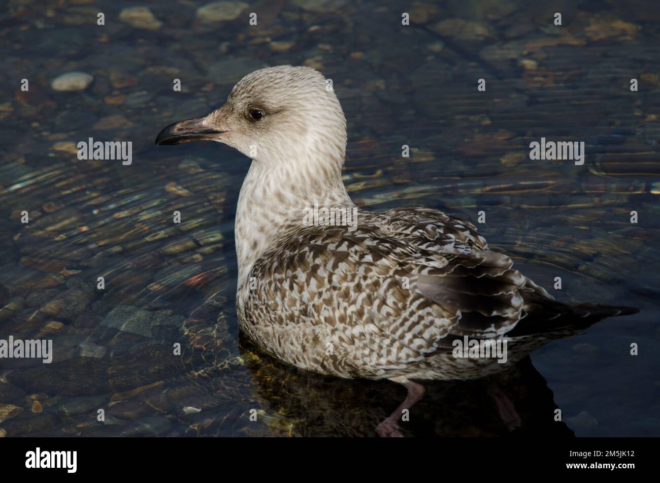 Juvenile Vega gull Larus argentatus vegae. Motosakumui River mouth ...