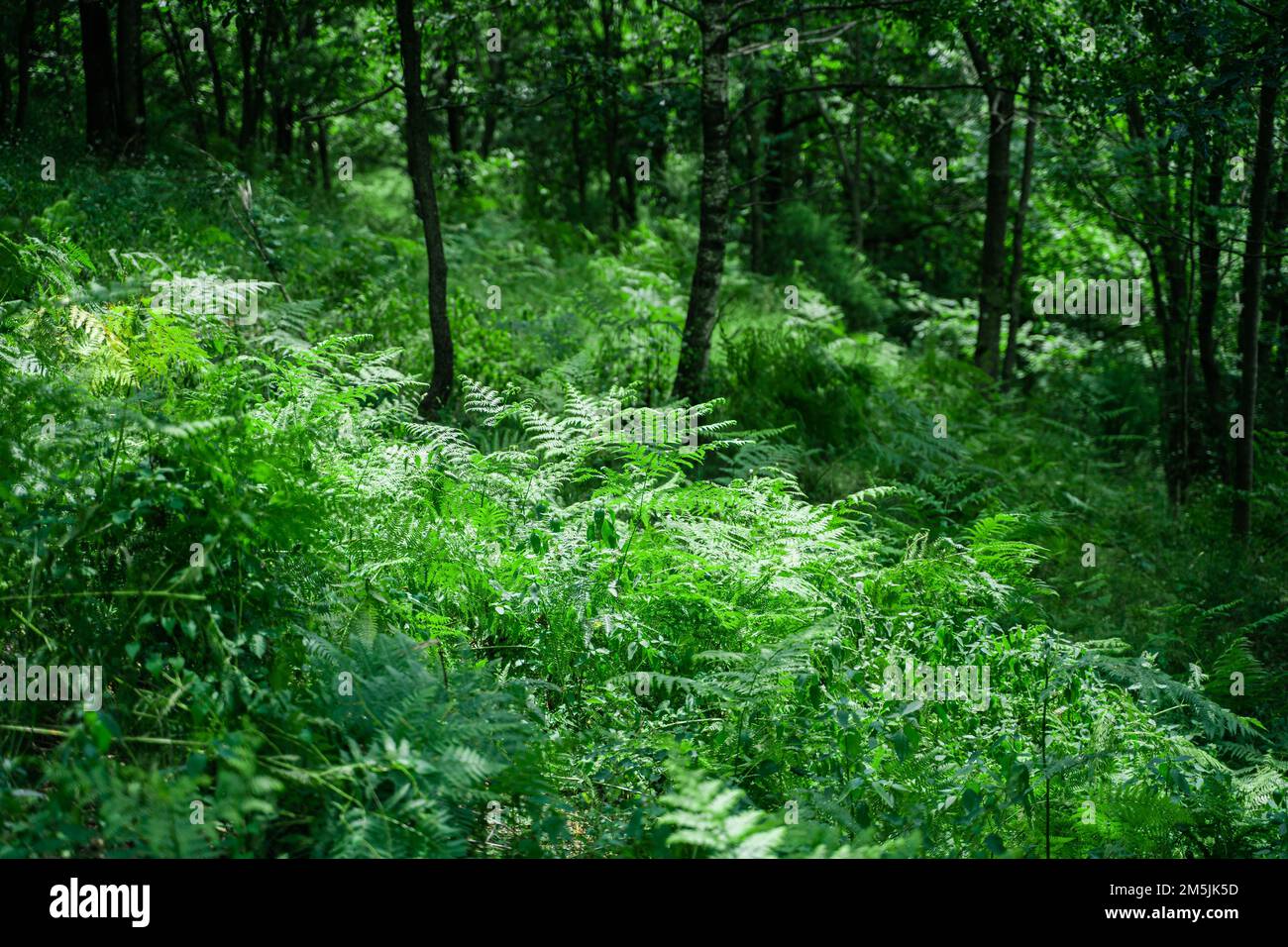 The high-angle view of green leafy plants growing in the forest - an ...