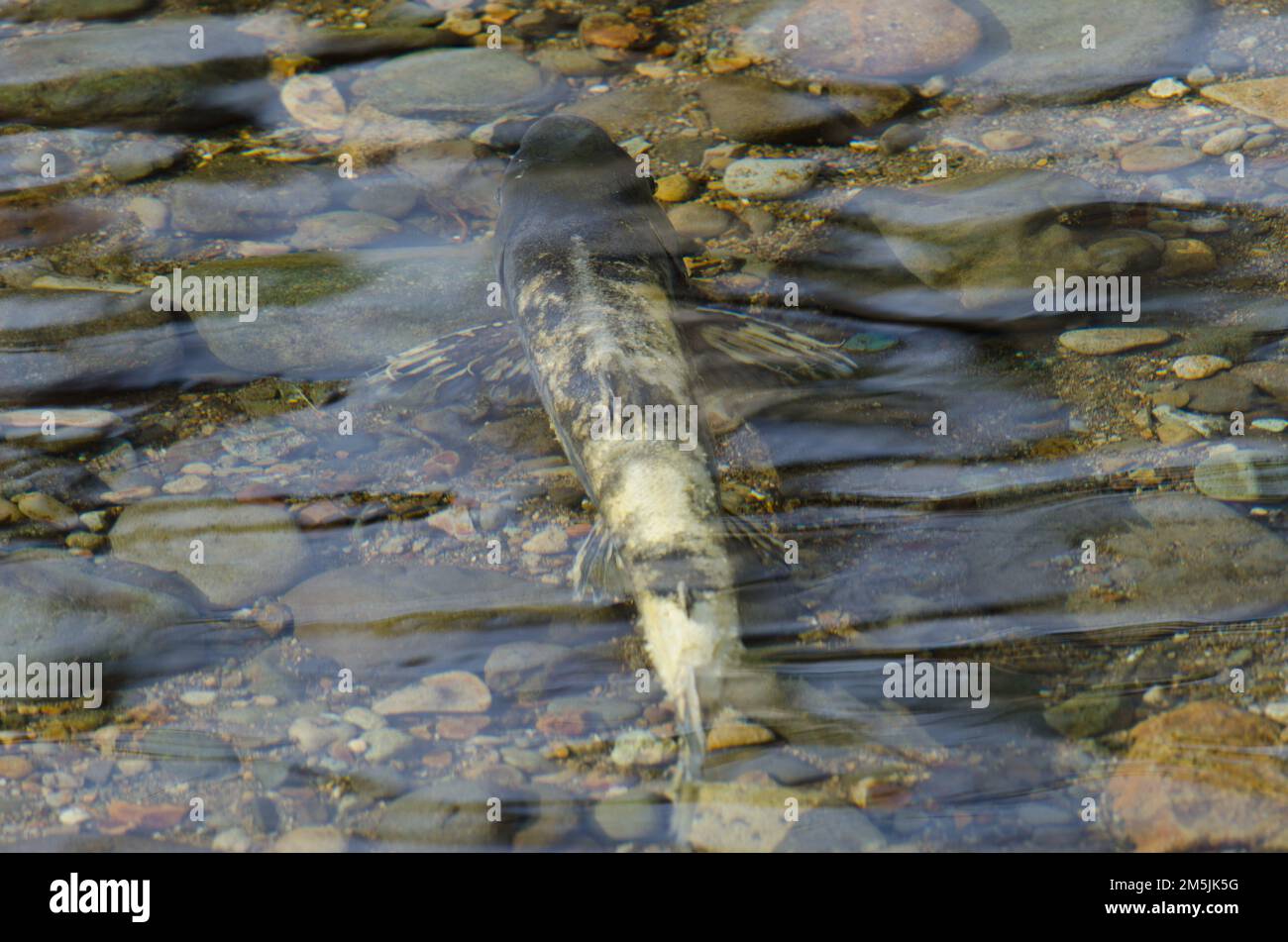 Chum salmon Oncorhynchus keta in the Motosakimui River. Motosakimui ...