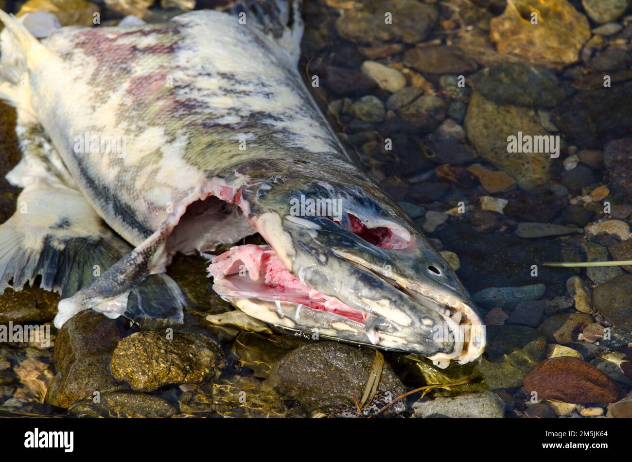 Remains of a partially eaten chum salmon Oncorhynchus keta. Motosakimui ...