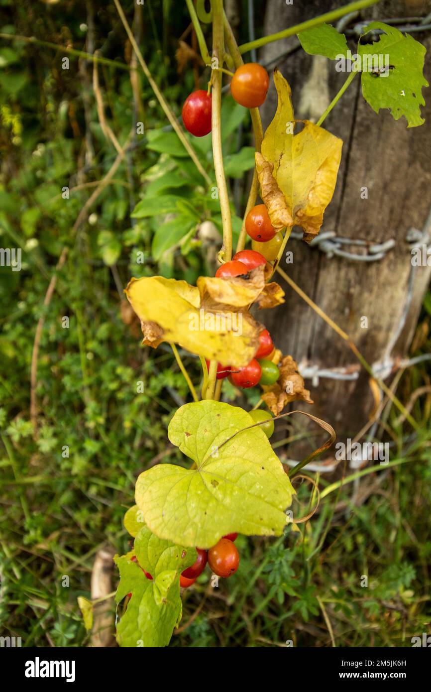 Natural environmental plant portrait of black bryony, Dioscorea ...