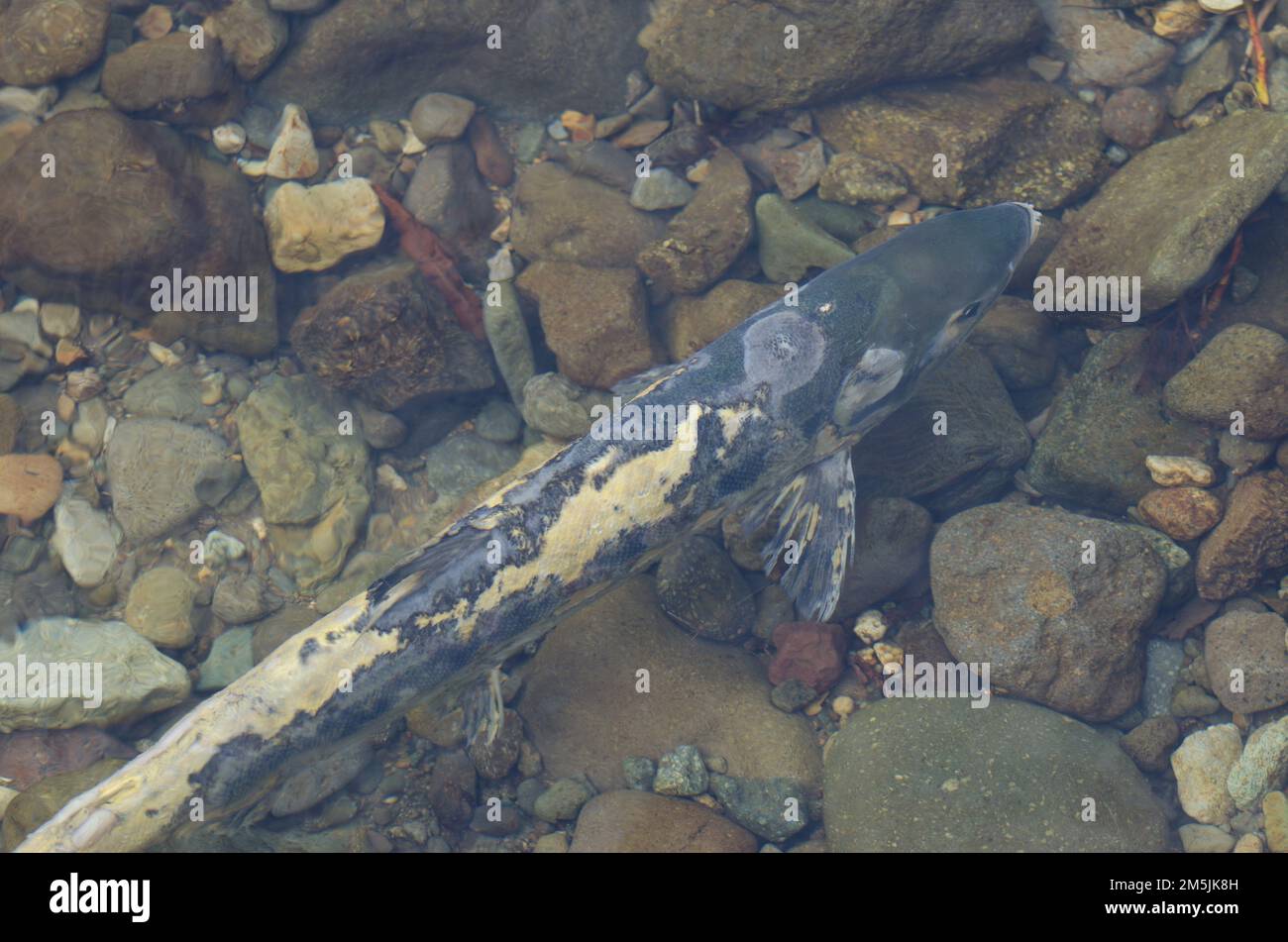Chum salmon Oncorhynchus keta in the Motosakimui River. Motosakimui ...