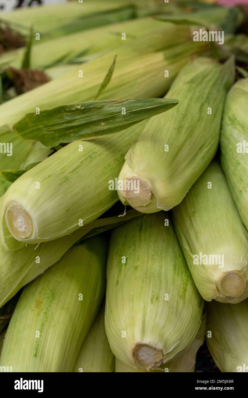 Random patterns formed by pile of Corn Cobs, Maize, genus Zea Stock ...