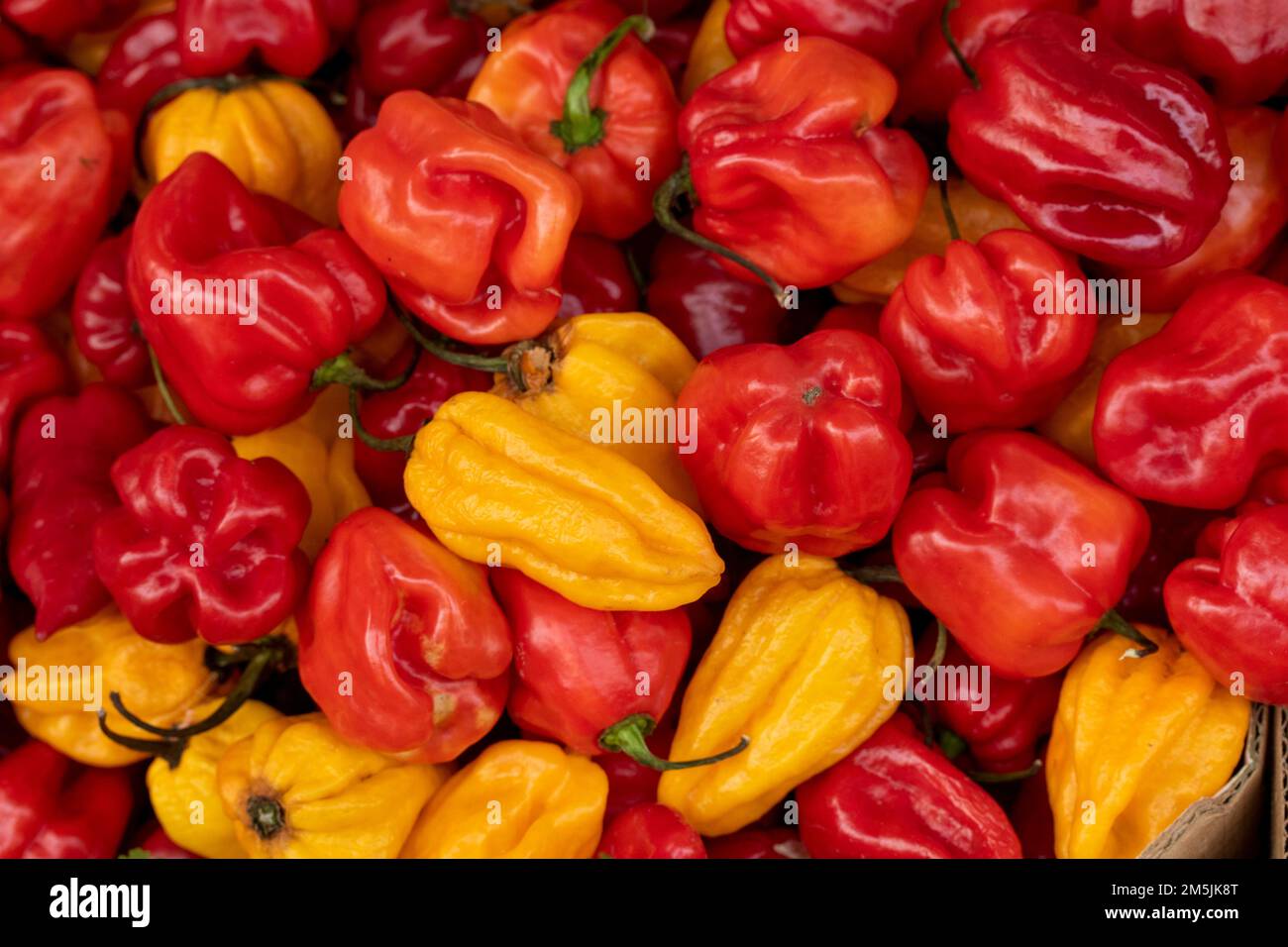 Close up food ingredient portrait of Scotch Bonnet Peppers (multi ...