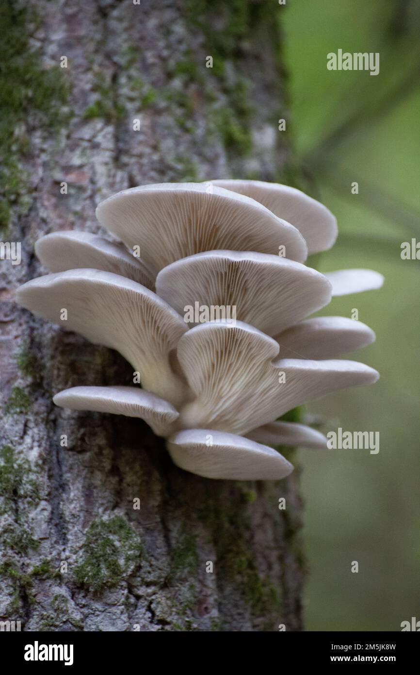 Oyster Mushroom, Mushroom Pleurotus ostreatus Stock Photo - Alamy