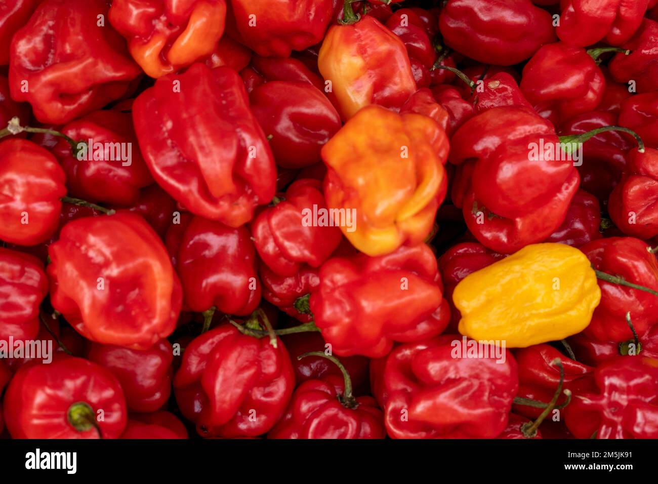 Close up food ingredient portrait of Scotch Bonnet Peppers (multi ...