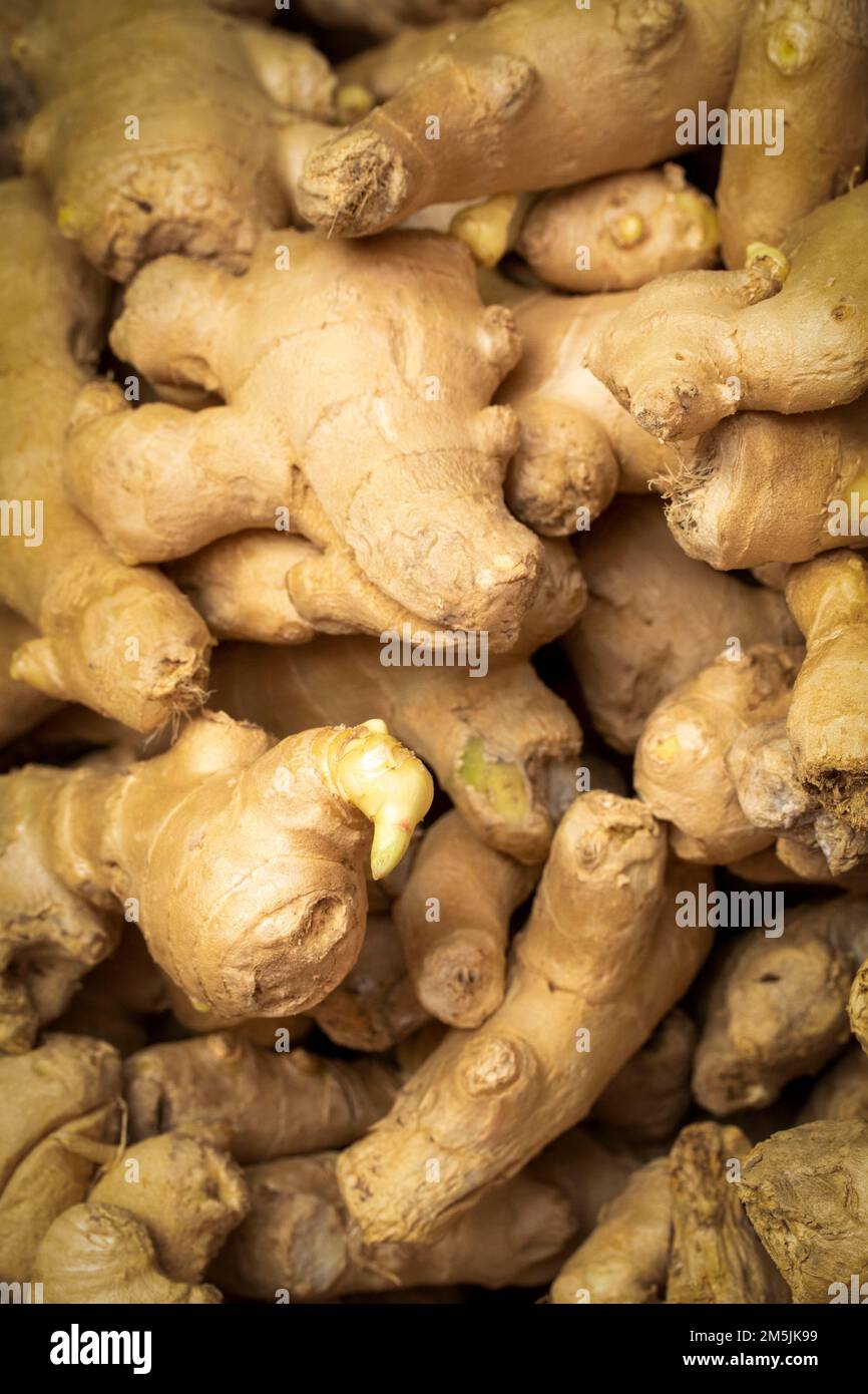 Gingembre zingiber officinale hi-res stock photography and images - Alamy