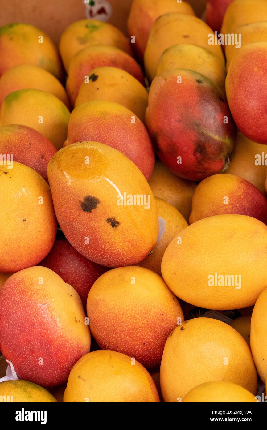 Common mangoes hi-res stock photography and images - Alamy