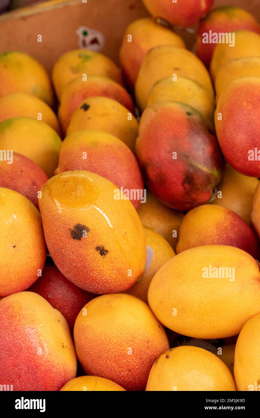 Common mangoes hi-res stock photography and images - Alamy