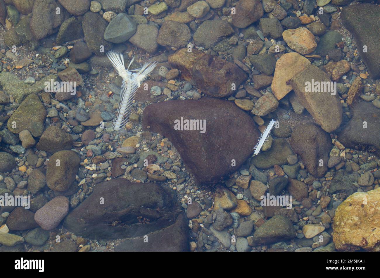 Spines from the spine and tail fin of a chum salmon Oncorhynchus keta ...