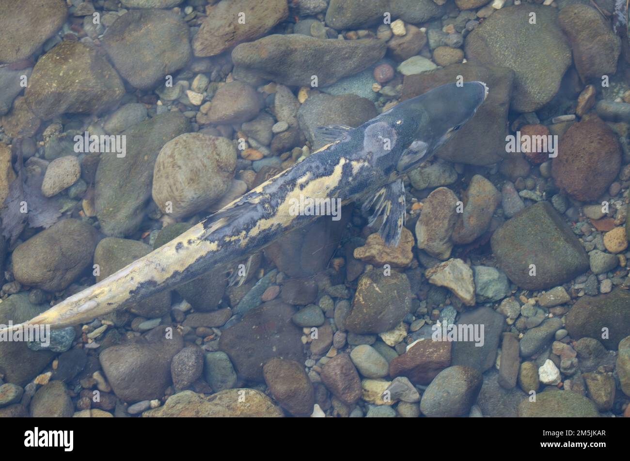 Chum salmon Oncorhynchus keta in the Motosakimui River. Motosakimui ...