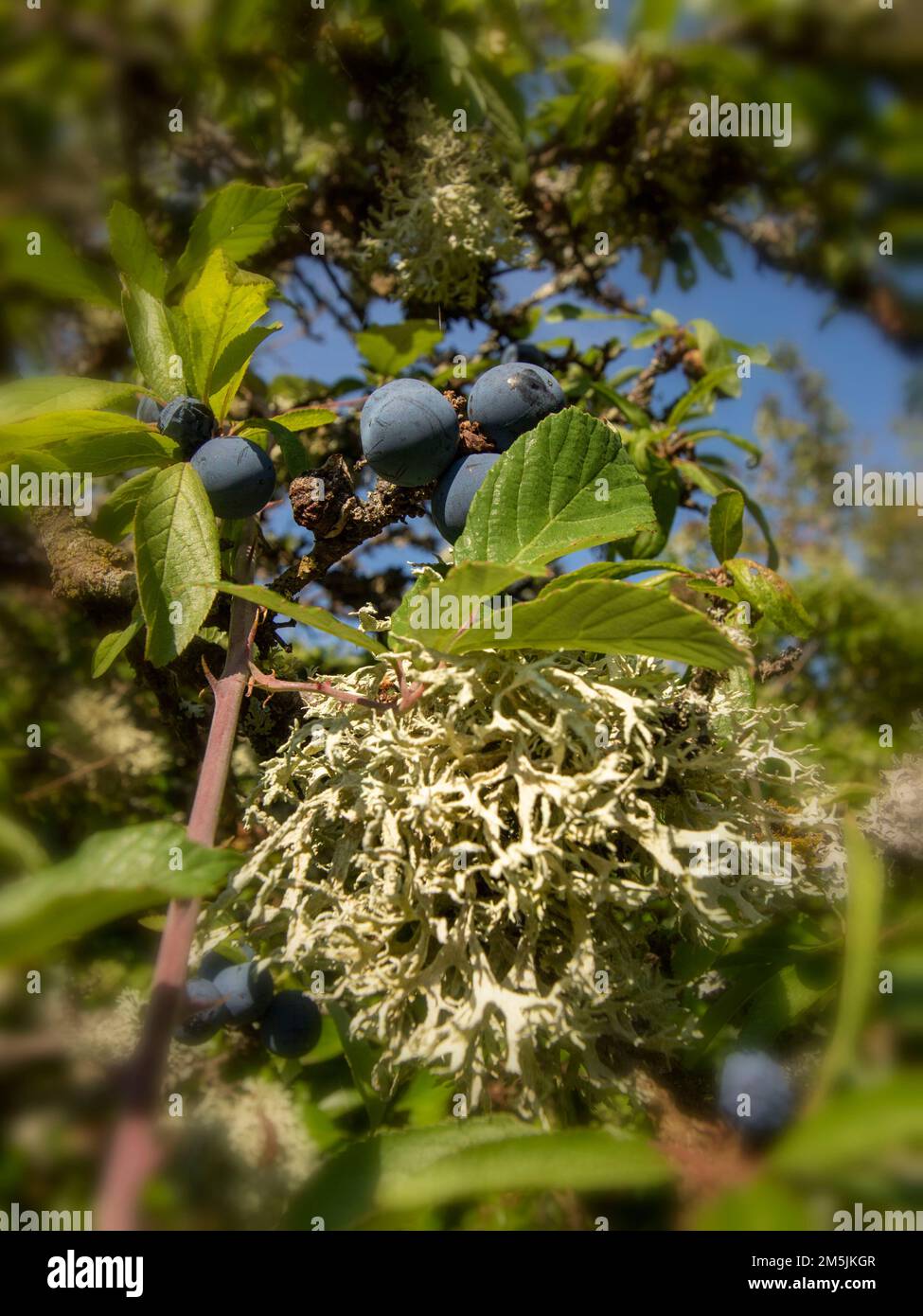 Natural semi close up environmental plant portrait showing intimate ...