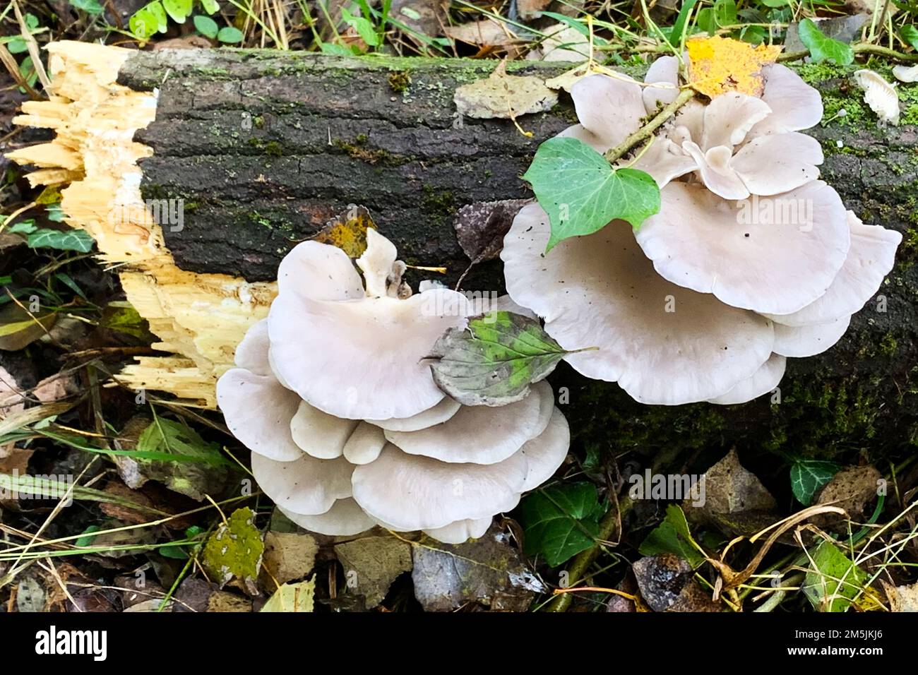 Oyster Mushroom, Mushroom Pleurotus ostreatus Stock Photo - Alamy