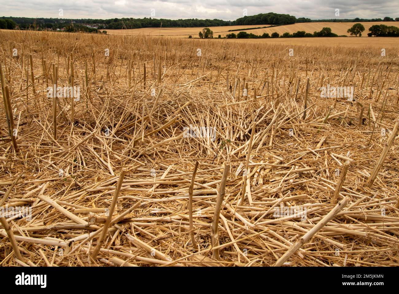 Rural idyll agricultural landscape of Barley field (Hordeum vulgare Stock Photo - Alamy