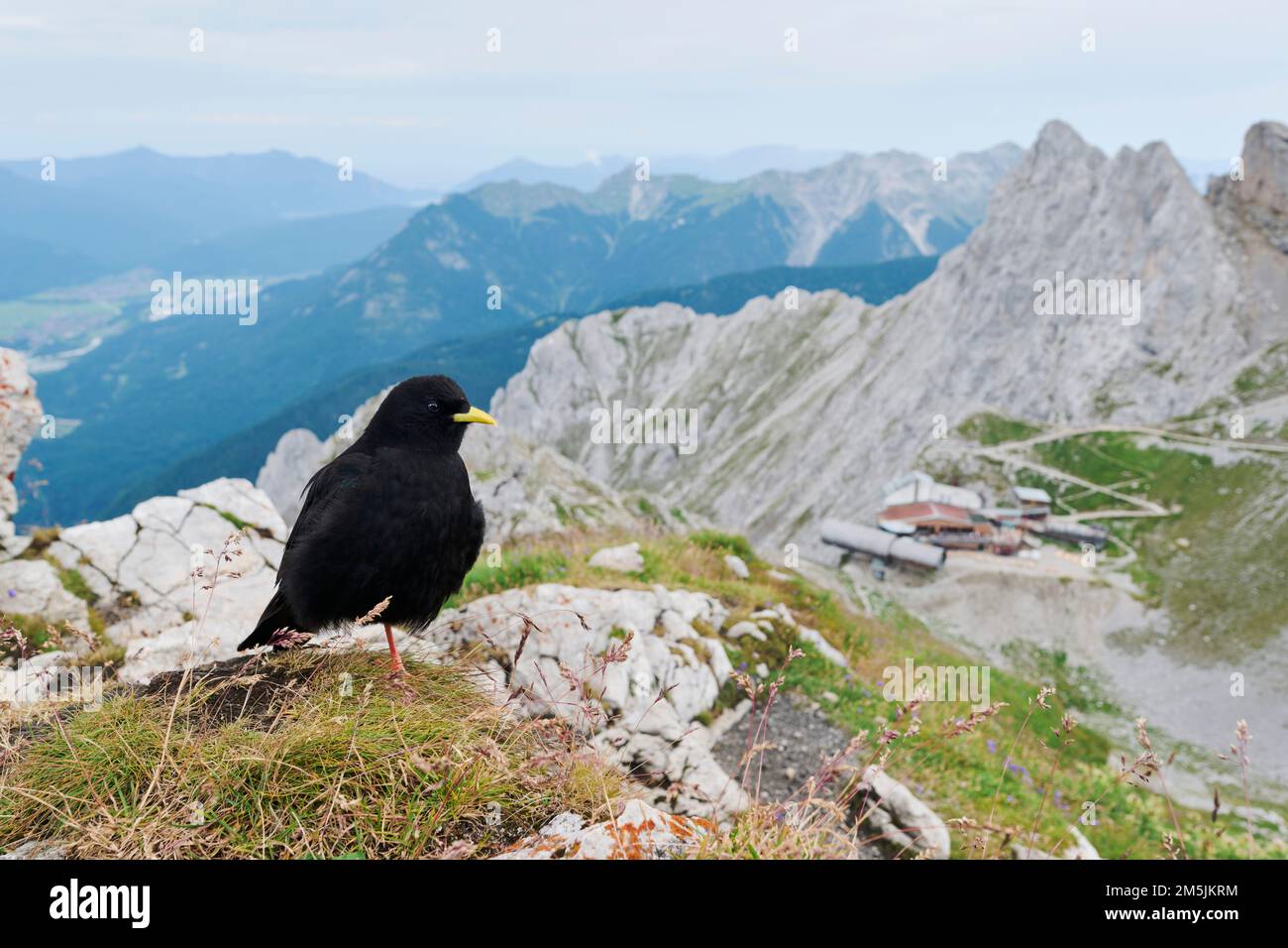 Alpendohle, Pyrrhocorax graculus, Alpine chough Stock Photo - Alamy