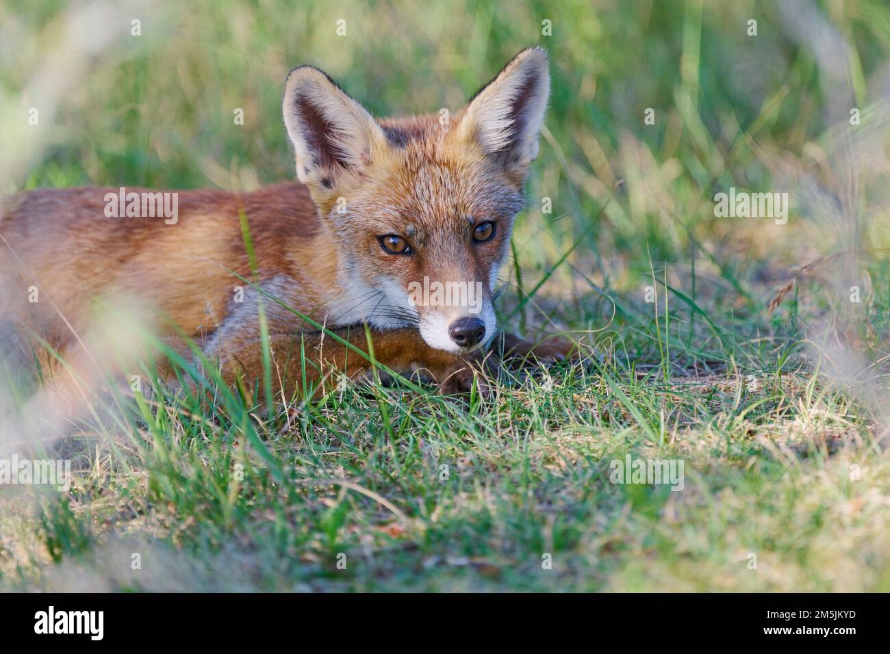 Rotfuchs, Vulpes vulpes, Red Fox Stock Photo - Alamy