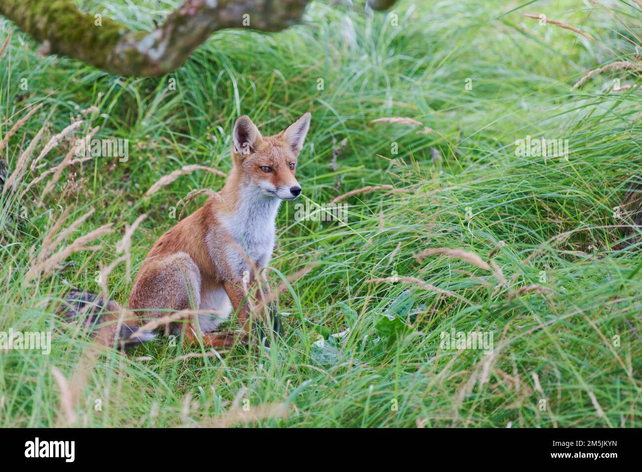 Rotfuchs, Vulpes vulpes, Red Fox Stock Photo - Alamy