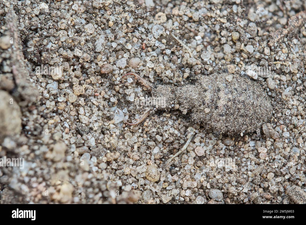 Geflecktflueglige Ameisenjungfer Larve - Ameisenloewe, Euroleon nostras ...