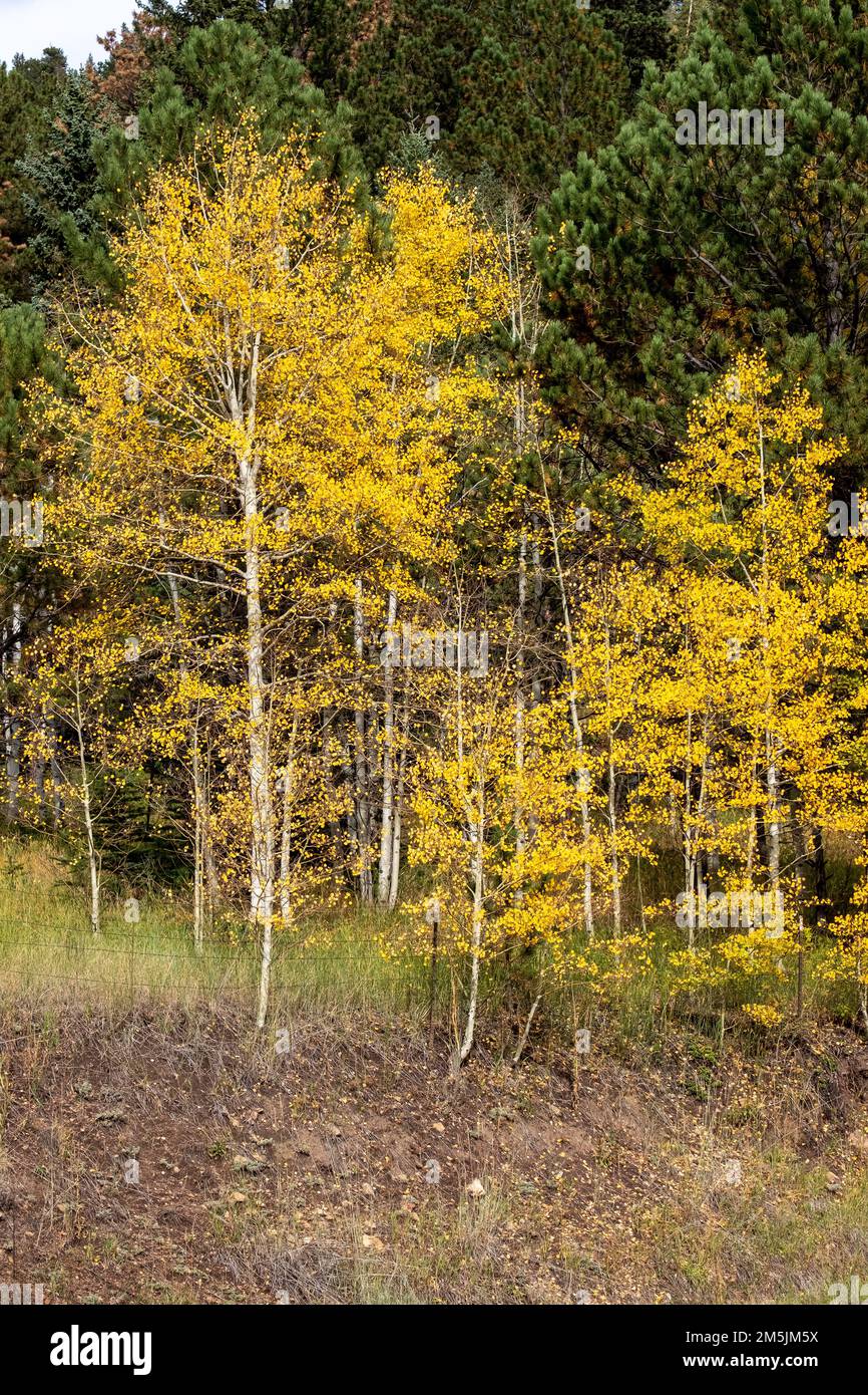 A vertical footage of yellow aspen trees in front of pine trees Stock ...