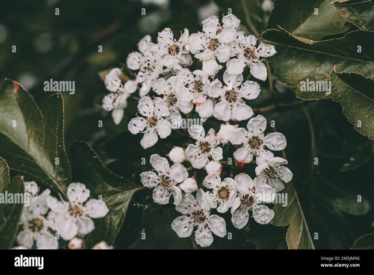 Chinese haw in bloom. Photographed at the arboretum Stock Photo - Alamy