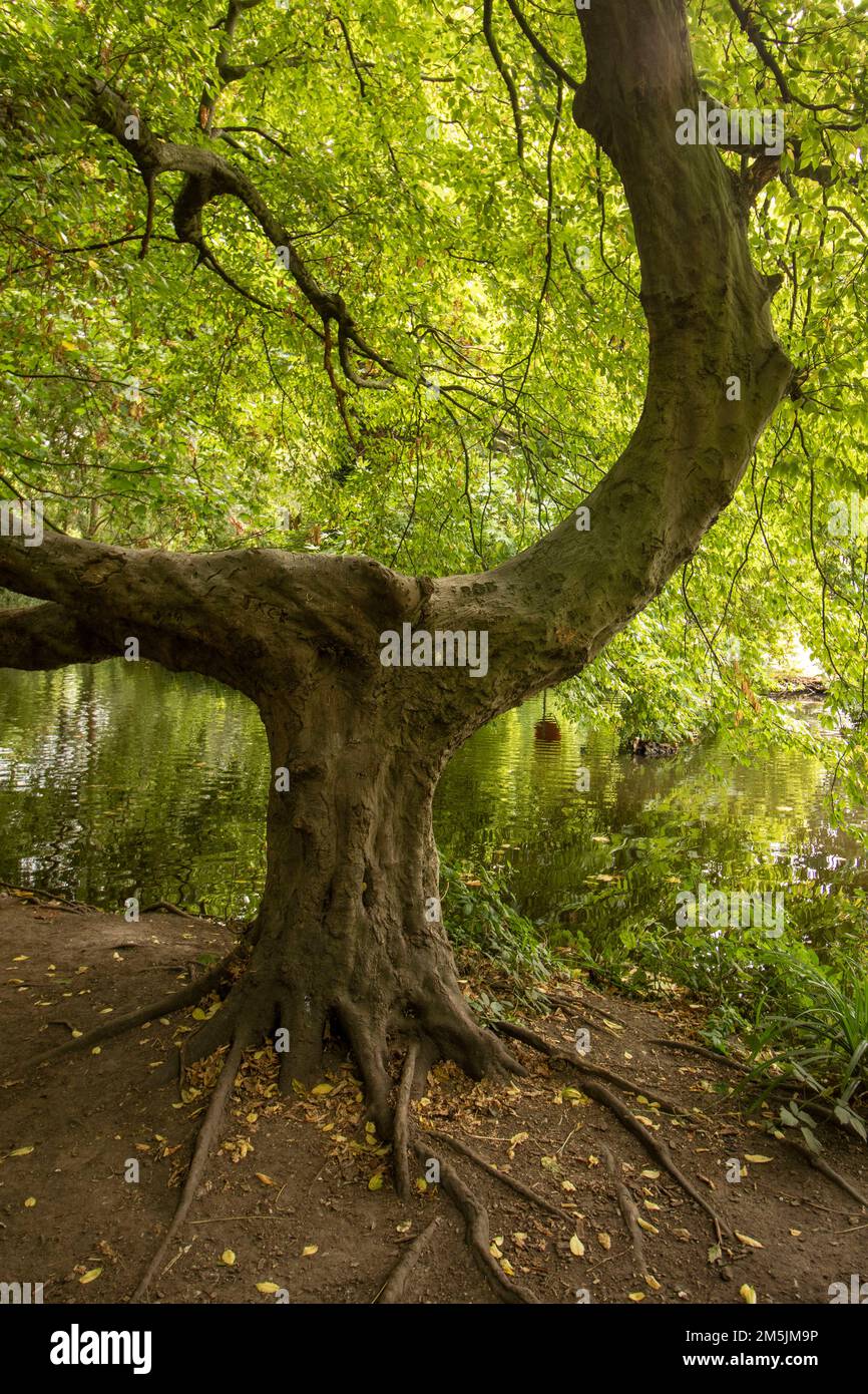 Natures chaos; natural environmental patterns formed by shapes in an ...