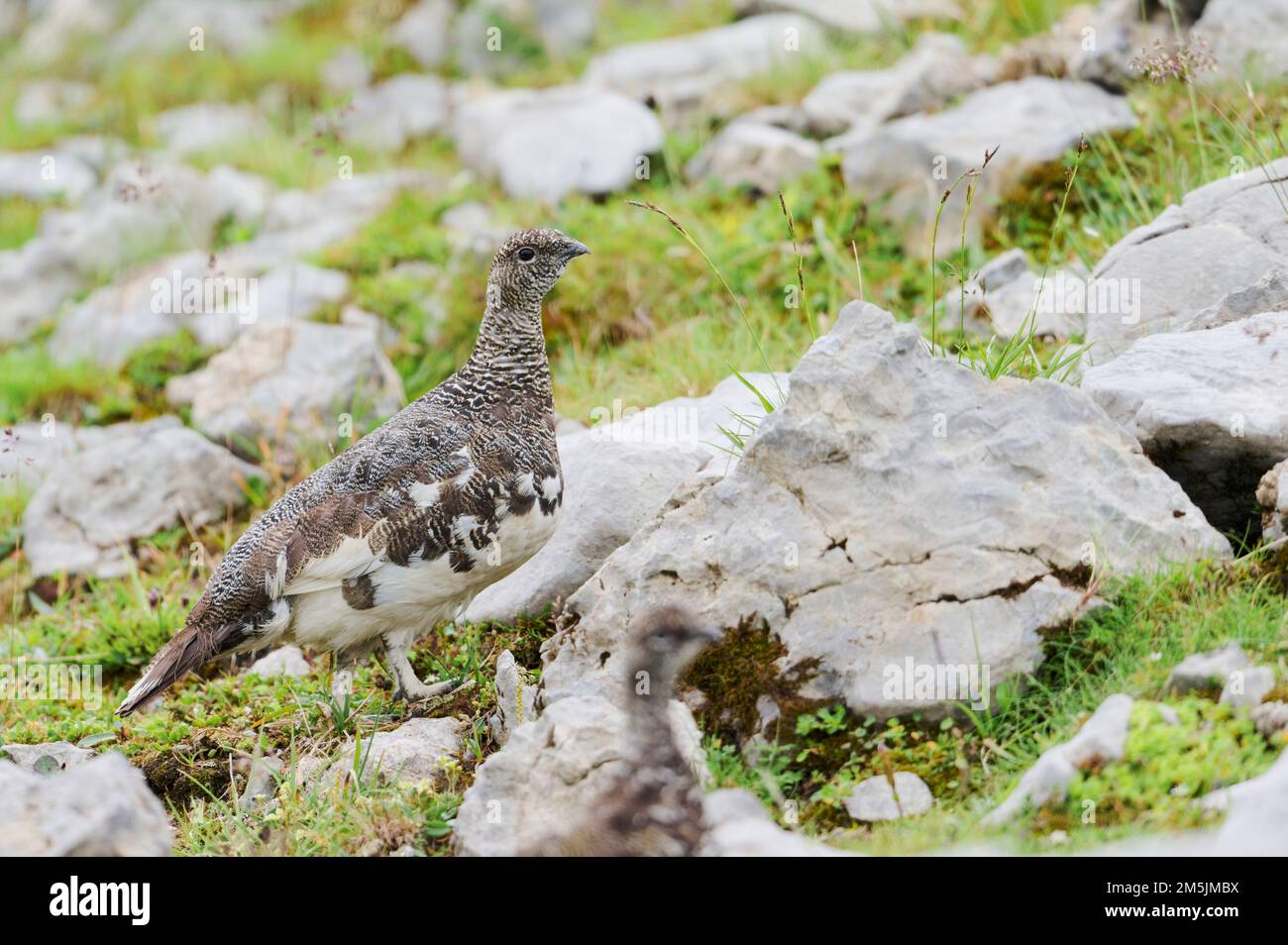 Alpenschneehuhn, Lagopus muta, Rock Ptarmigan Stock Photo - Alamy